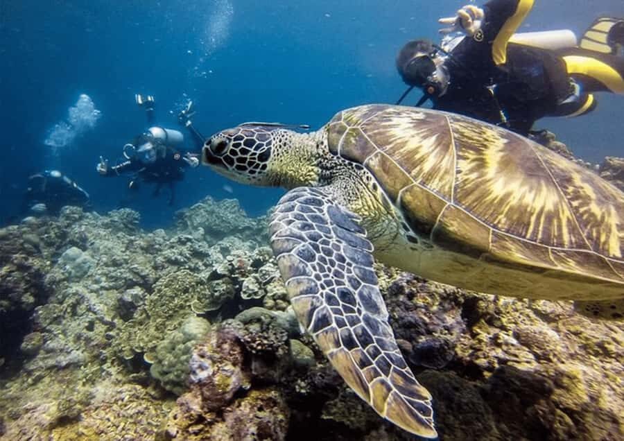 Cebu: Moalboal Tour with Canyoneering - What’s Included and How It Works