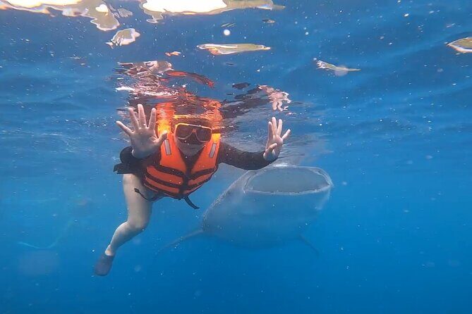 Cebu Splash Adventure: Swim with Sharks & Canyoneering + Lunch - Who Should Consider This Tour?