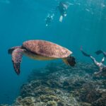 Cebu: Whale Shark, Tumalog Falls & Moalboal Turtles Tour - Transportation, Group Size, and Value