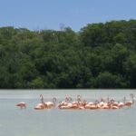 Celestun, Flamenco Adventure, from Merida - What to Expect on the Itinerary