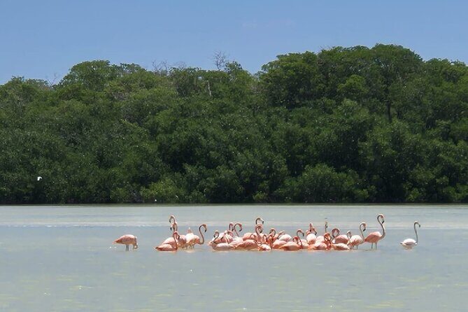 Celestun, Flamenco Adventure, from Merida - What to Expect on the Itinerary