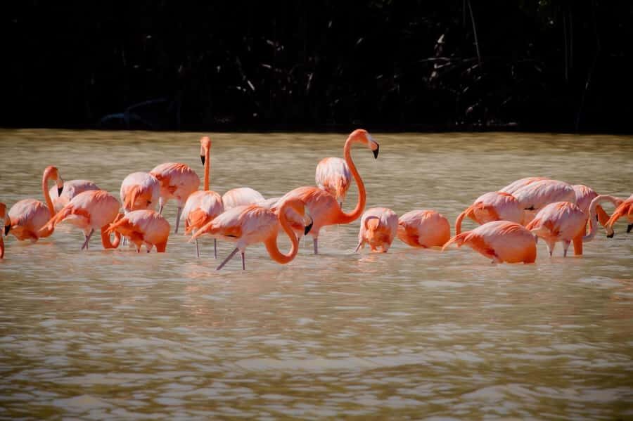 Celestún Flamingos, Beach, and Seafood Lunch Tour from Merida - Practical Details and Tips