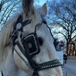 Central Park Carriage Ride NYCs Timeless Tour - Who Should Consider This Tour?