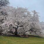 Central Park: Guided Pedicab Tour With Photo Stops - Why This Tour Works Well