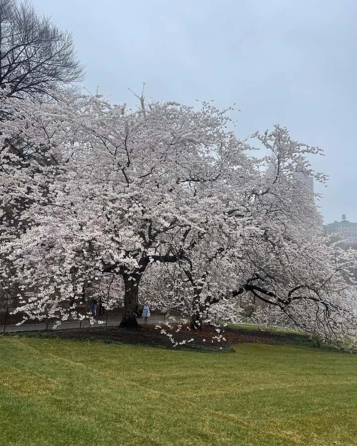 Central Park: Guided Pedicab Tour With Photo Stops - Why This Tour Works Well