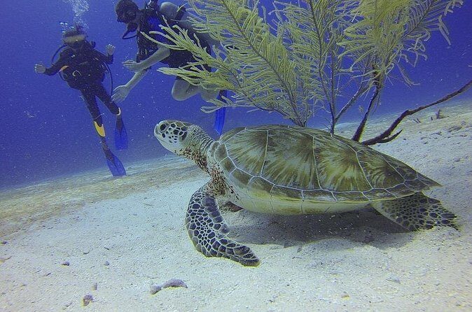 Certified 2-Tank Scuba Diving Tour from Montego Bay - Analyzing the Value: Is It Worth It?