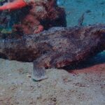 Champagne Reef, Bubble Beach and Scotts Head Snorkeling tour by boat in Dominica - The Sum Up: Is This Tour Worth It?