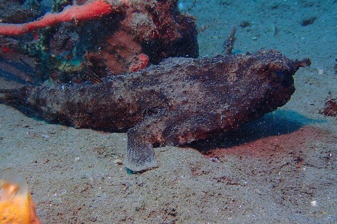 Champagne Reef, Bubble Beach and Scotts Head Snorkeling tour by boat in Dominica - The Sum Up: Is This Tour Worth It?