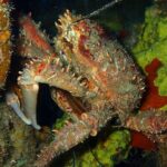 Champagne Reef Snorkeling Tour at volcanic hot Bubbles Dominica - Who Should Consider This Tour?