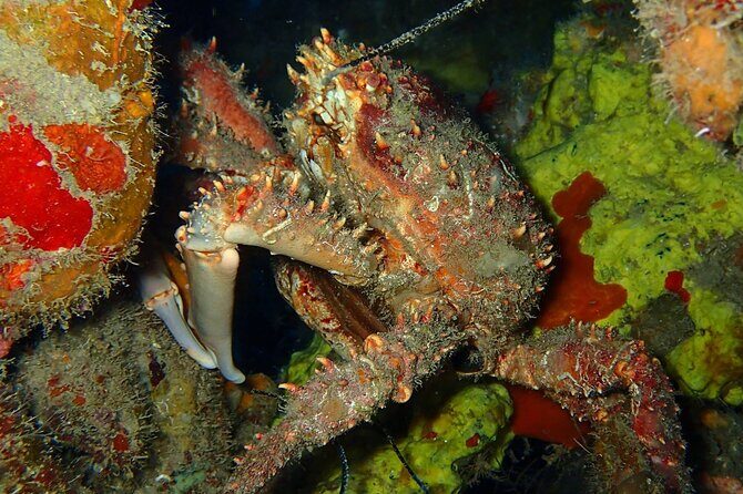 Champagne Reef Snorkeling Tour at volcanic hot Bubbles Dominica - Who Should Consider This Tour?