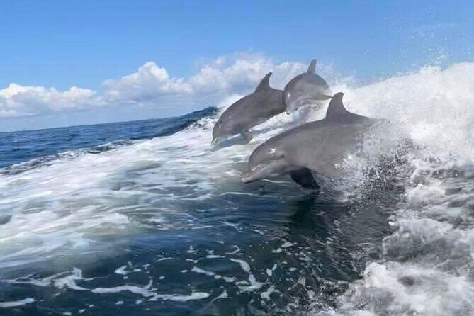 Charlotte Harbor: Dolphin Discovery Day Cruise - The Itinerary Breakdown