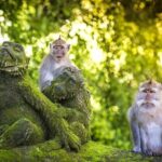 Charter Standard Vehicle with Driver at Bali- 5 Hours Usage - Final Thoughts: Is It Worth It?