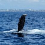 Chatan: Okinawa Whale Watching - Final thoughts: Is this the whale watch for you?