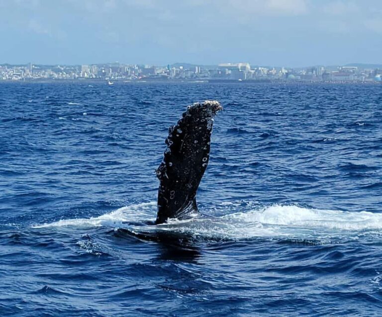 Chatan: Okinawa Whale Watching - Final thoughts: Is this the whale watch for you?