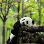 Chengdu 10-Hour Private Customized City Tour - What’s Included & What to Expect