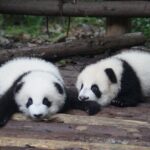 Chengdu Getaway: Private 2-Day Tour from Beijing - Who Will Love This Tour?