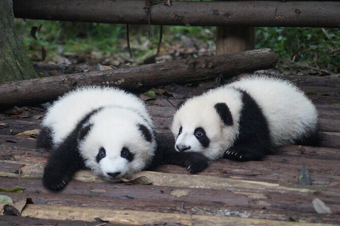 Chengdu Getaway: Private 2-Day Tour from Beijing - Who Will Love This Tour?