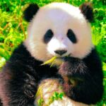 Chengdu: Giant Panda Base Admission Ticket - Who Should Consider This Experience?
