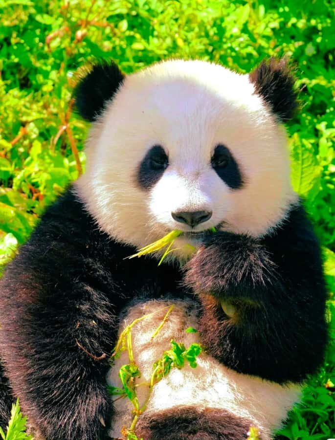 Chengdu: Giant Panda Base Admission Ticket - Who Should Consider This Experience?