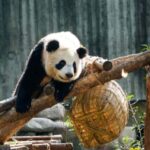 Chengdu: Giant Panda Base Tour with Panda Nutrition Class - Why This Tour Offers Great Value