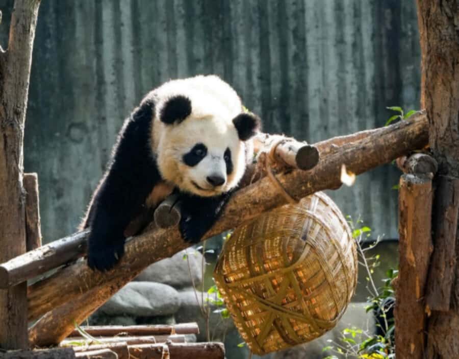 Chengdu: Giant Panda Base Tour with Panda Nutrition Class - Why This Tour Offers Great Value
