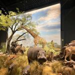 Chengdu: Natural History Museum Guided Tour - Authentic Experiences & Visitor Feedback
