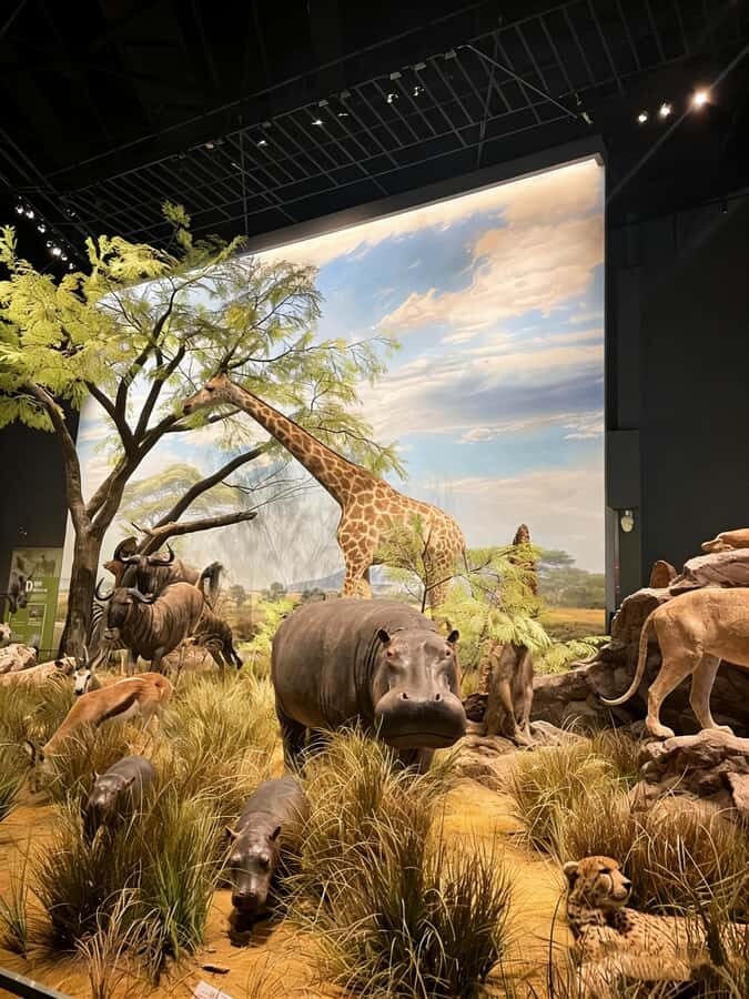 Chengdu: Natural History Museum Guided Tour - Authentic Experiences & Visitor Feedback