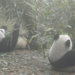 Chengdu Panda Base and Drop off Chengdu Railway Station Day Tour - What Travelers Say