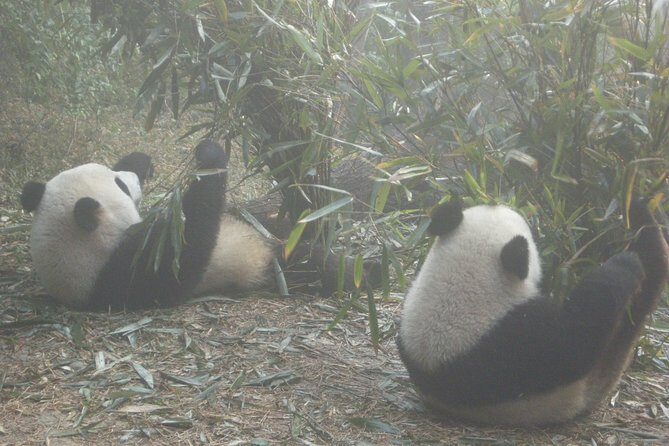 Chengdu Panda Base and Drop off Chengdu Railway Station Day Tour - What Travelers Say