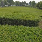 Chengdu panda base and Leshan Giant Buddha one day tour - The Practicalities: Transportation, Group Size, and Cost