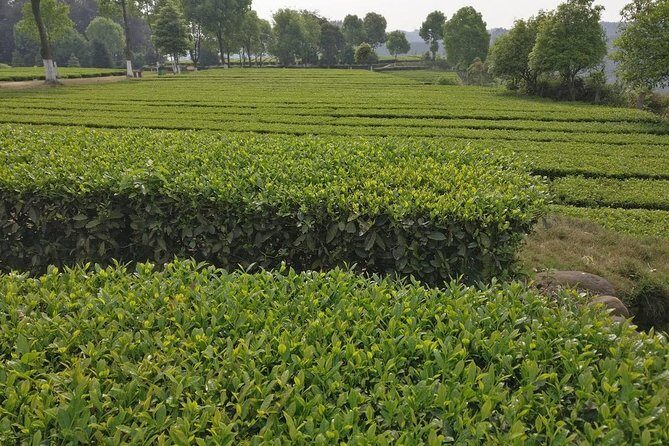 Chengdu panda base and Leshan Giant Buddha one day tour - The Practicalities: Transportation, Group Size, and Cost