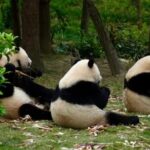 Chengdu Panda Base Half-Day Tour Optional Sichuan Opera Face - Practical Details and Value