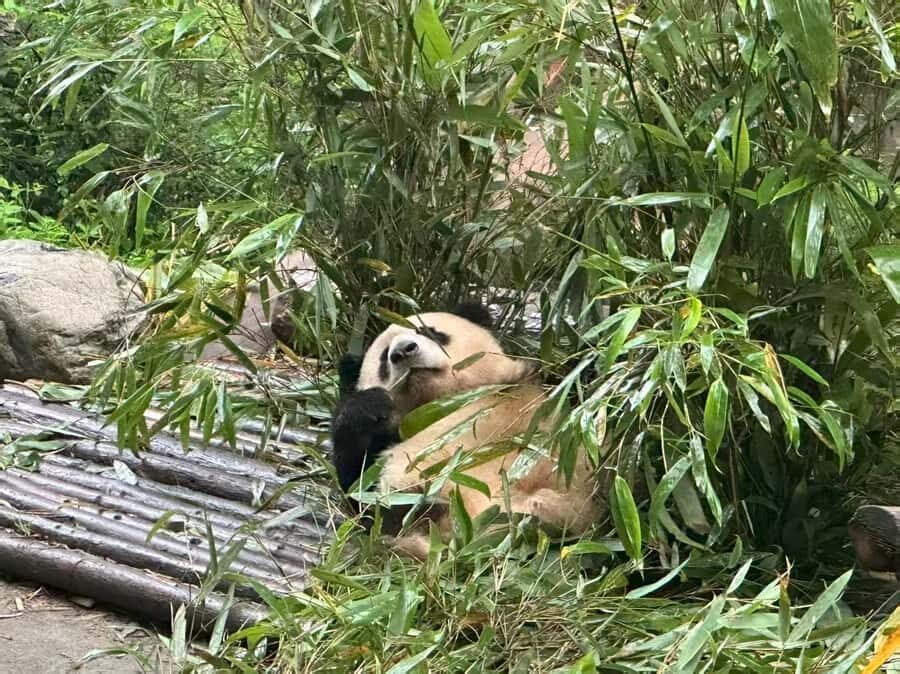 Chengdu: Panda Base, Snack, Tea, Folk Show, Kuanzhai Alley - Practical Aspects and What to Expect