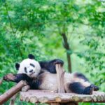 Chengdu Panda Base Ticket/Experiences from Chunxi Road - What Reviewers Say (Based on available feedback)