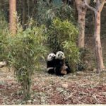Chengdu Research Base of Giant Panda Breeding Entry Ticket - Key Points