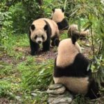 Chengdu: Three-Day Tour to Panda Base and Sanxingdui - What to Expect on Your Trip