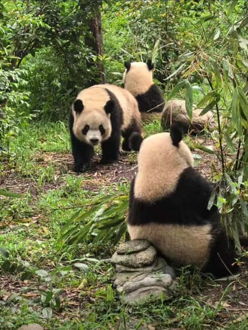 Chengdu: Three-Day Tour to Panda Base and Sanxingdui - What to Expect on Your Trip