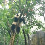 Chengdu Wolong Panda Base Volunteer Experience Trip - Who Will Love This Tour?
