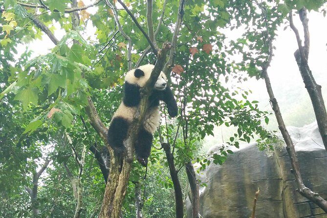 Chengdu Wolong Panda Base Volunteer Experience Trip - Who Will Love This Tour?