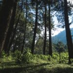 Chengdu: Zhongba Forest Private Hiking Tour with Guide - The Itinerary: What to Expect