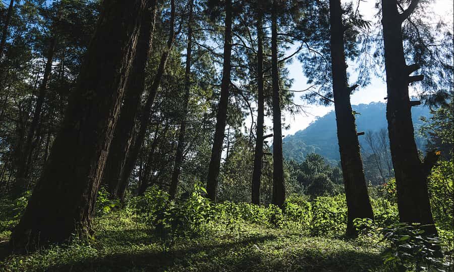 Chengdu: Zhongba Forest Private Hiking Tour with Guide - The Itinerary: What to Expect