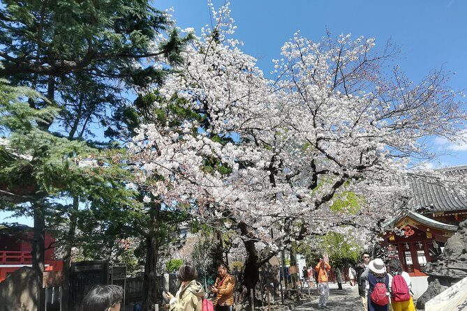 Cherry Blossom highlights, Asakusa, Ueno & Meiji shrine - What Travelers Say and Why It Matters
