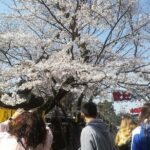 Cherry blossom highlights, Asakusa, Ueno, Yanaka - Who will love this tour?