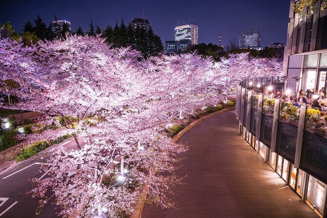Cherry Blossom Private Tour - The Value of a Private Sakura Tour