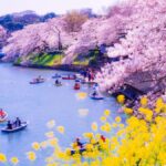 Cherry Blossom Seasonal Special: Classic Tokyo Day Tour - Why This Tour Stands Out