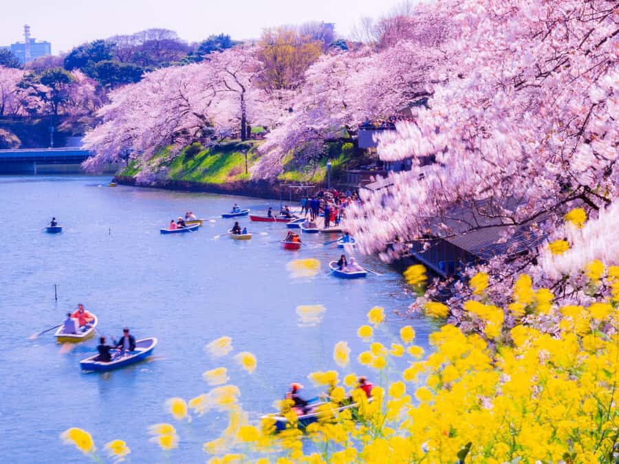 Cherry Blossom Seasonal Special: Classic Tokyo Day Tour - Why This Tour Stands Out
