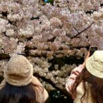 Cherry Blossom Tour in East Jeju Island & Women Divers Show - Transportation, Group Size, and Overall Value
