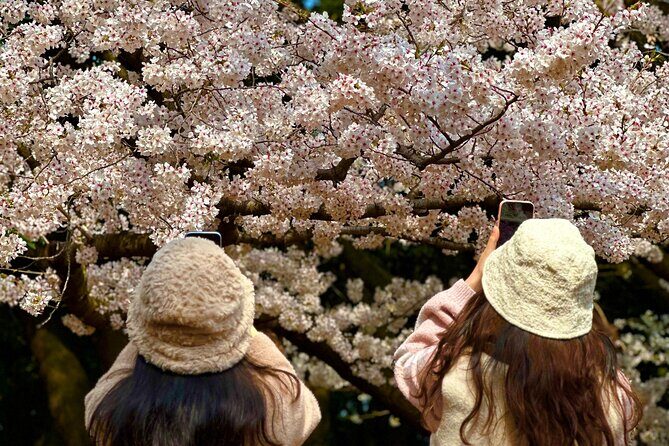 Cherry Blossom Tour in East Jeju Island & Women Divers Show - Transportation, Group Size, and Overall Value