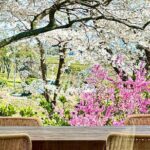 Cherry Blossom Tour in South Jeju Island & Tangerine Cafe - The Logistics: Comfort and Convenience