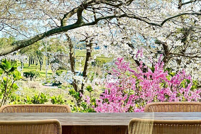 Cherry Blossom Tour in South Jeju Island & Tangerine Cafe - The Logistics: Comfort and Convenience
